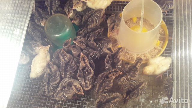 Продажа индюшат