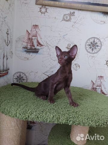 Ориентальный мальчик