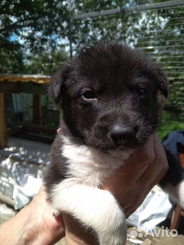 Обаяшка лучший друг