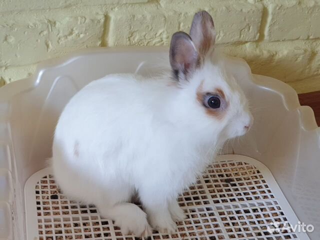 Декоративный кролик