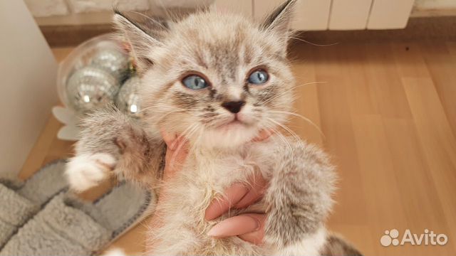 Мегаласковый замурчательный котенок