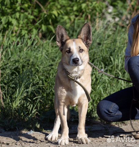 Собака мальчик бесплатно