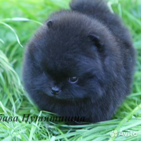 Настоящий медвежонок Крош