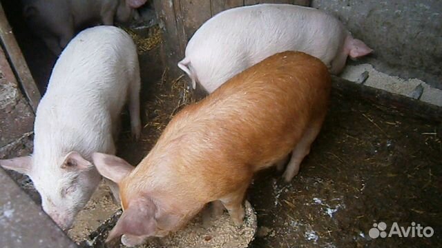 Поросенок ландрас