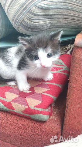 Котята