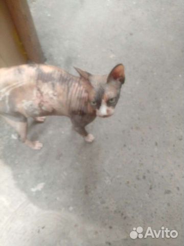 Свинкс кошка