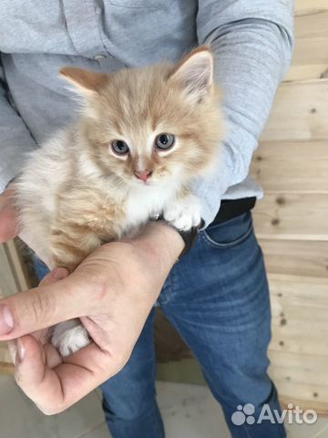 Котенок персиковый рыжий