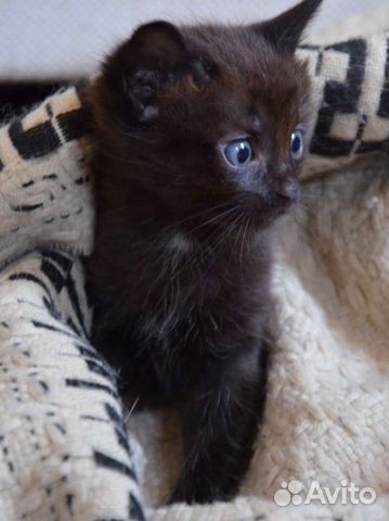 Кот горячий шоколад