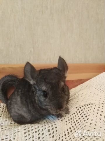 Шиншилла