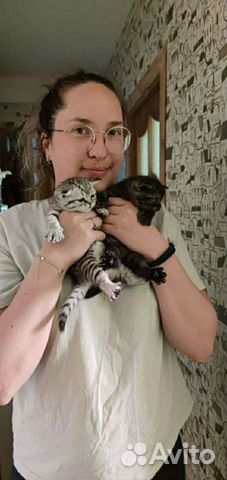 Британские пирожки