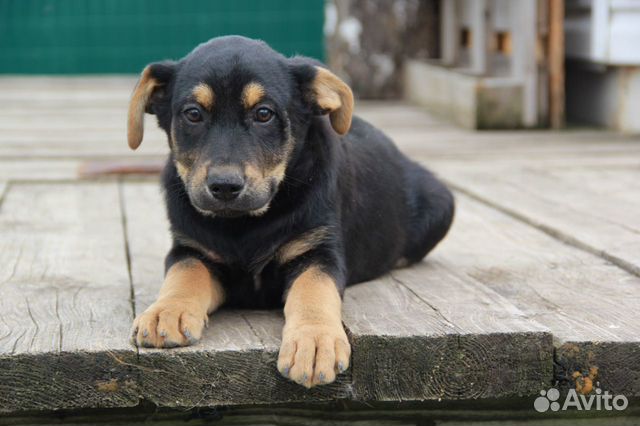 Необыкновенный щенок в дар, в добрые руки