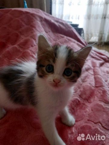 Котята в добрые руки бесплатно