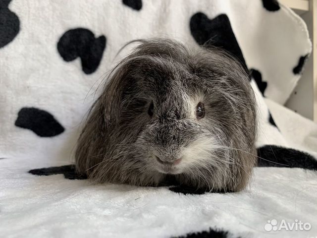 Морская свинка перуанец