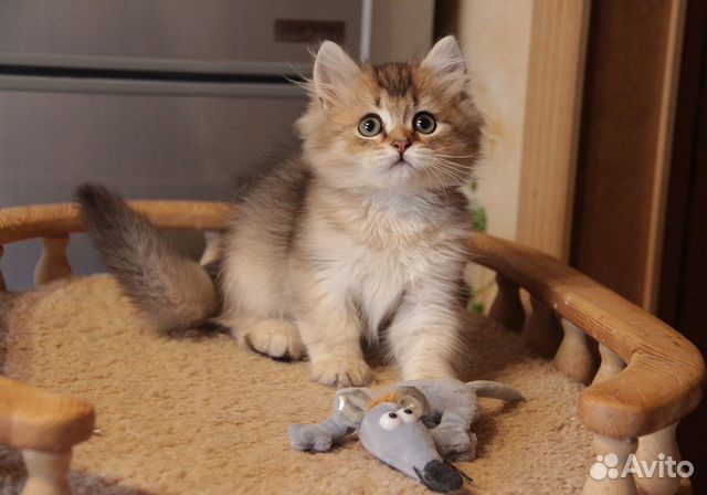 Макар - золотистый тикированный котик