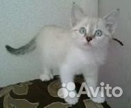 Котенок в добрые руки