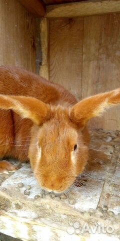 Самцы Новозеландские и Серебро