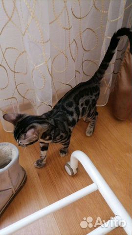 Бенгальская