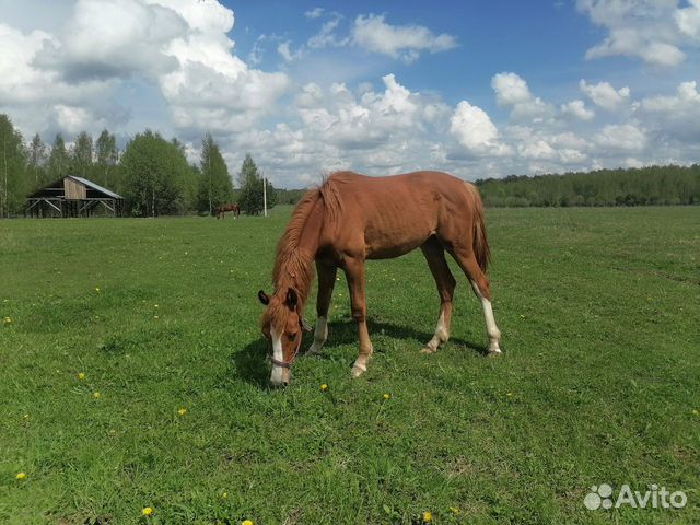 Годовалая кобыла