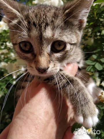 Полосатики-малыши в добрые руки