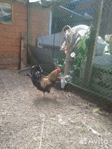 Петух и курицы