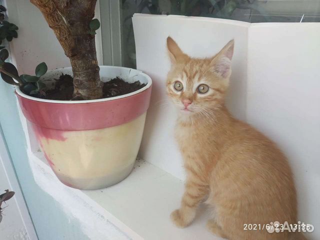 Рыженький котёнок