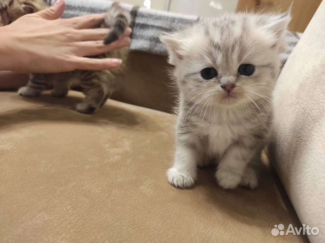 Котенок Нюша