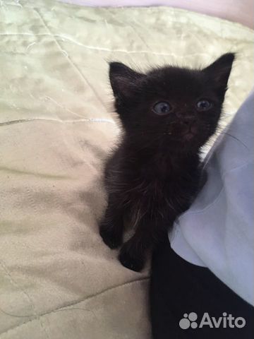 Котенок