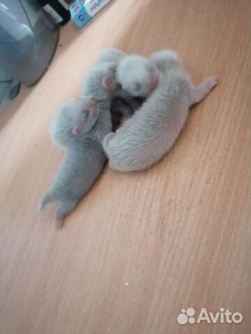 Хорёк бронь