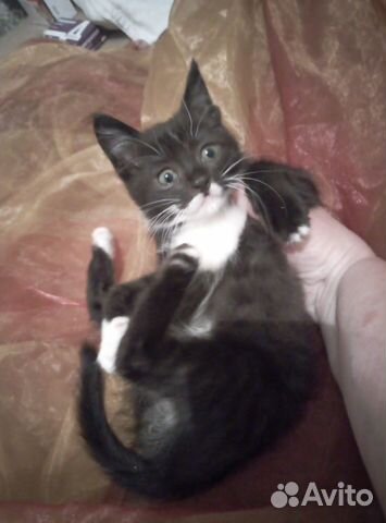 Без кота и жизнь не та/ Котик, 2-3месяца, привезу