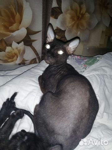 Котята продам