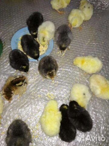 Суточные и недельные домашние цыплята