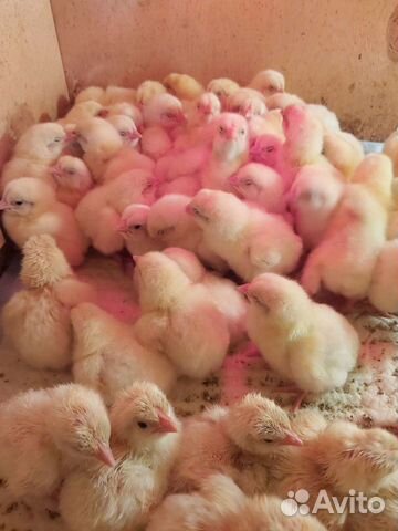 Цыплята бройлеры
