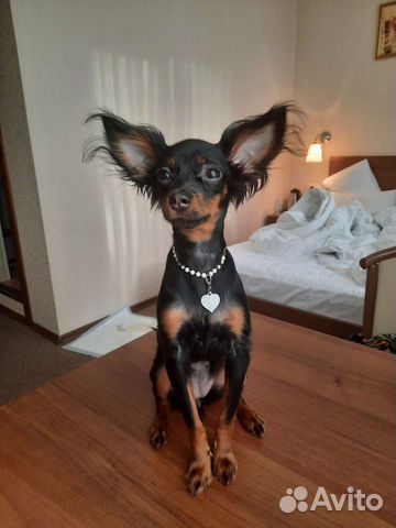 Потерялась собака