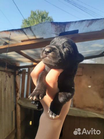 Метисы немецкой овчарки