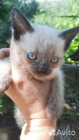 Котята Охос Азулес