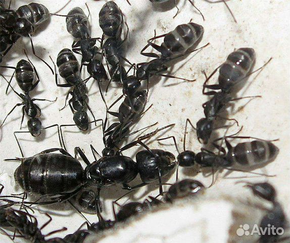 Camponotus vagus. Крупный муравей - древоточец