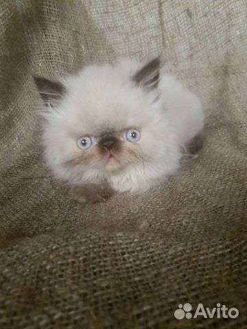 Котик шоколад Пойнт