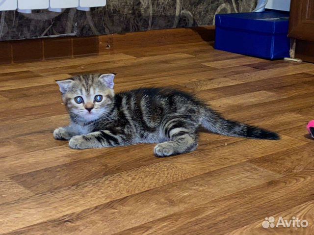 Маленький тигренок