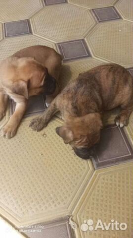 Щенки боксера