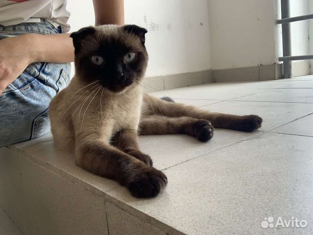 Котёнок-подросток вислоухий
