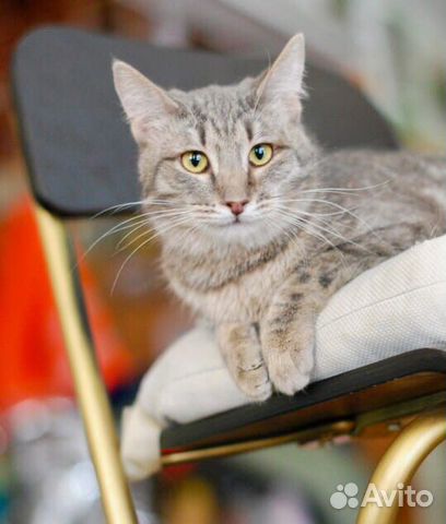 Ромашка - умница, красавица ищет дом