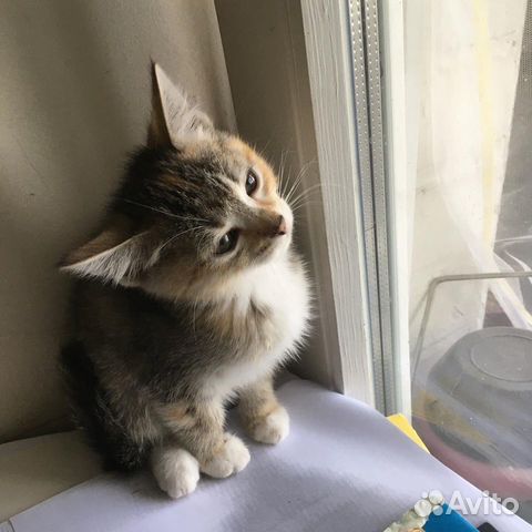 Котёнок Вишня, 3 месяца