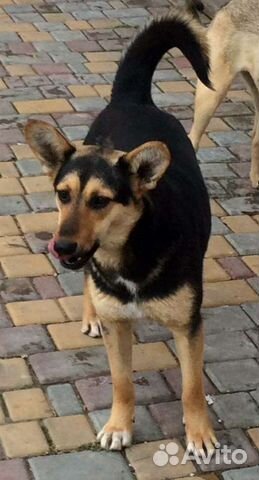 Лиза, метис овчарки