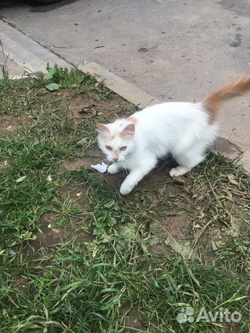 Выбросили домашнюю кошечку