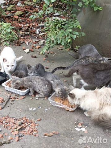 20 котят на улице
