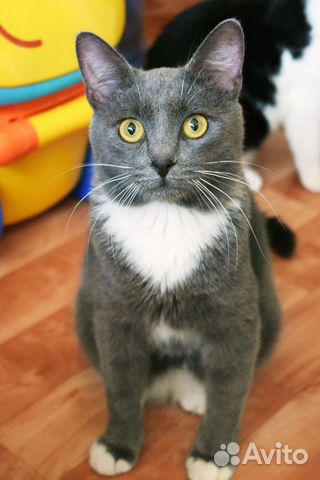 Котенок мальчик Кроша 8 мес ищет дом