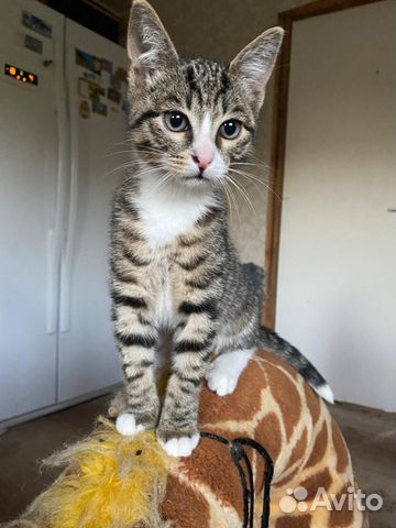 Котенок мальчик Шанти 3 мес
