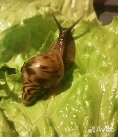 Улитки ахатины ретикулята стандарт