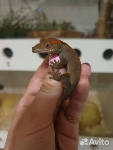 Реснитчатый бананоед самка