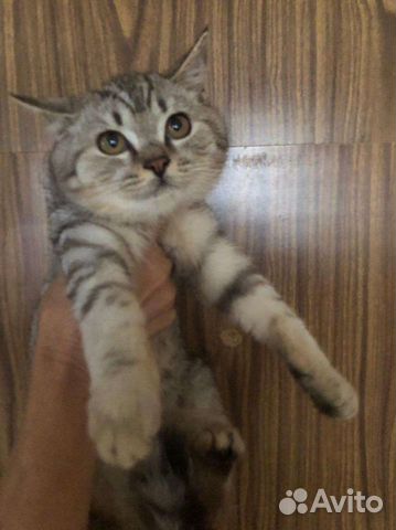 Британский мальчик